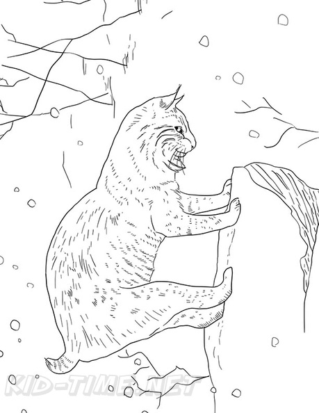 bobcat coloring pages