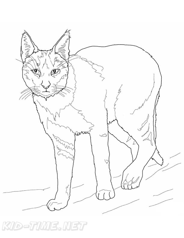 bobcat coloring pages free