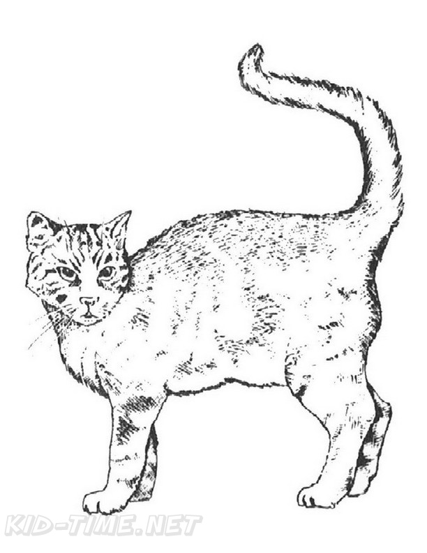 free cat coloring pages realistic