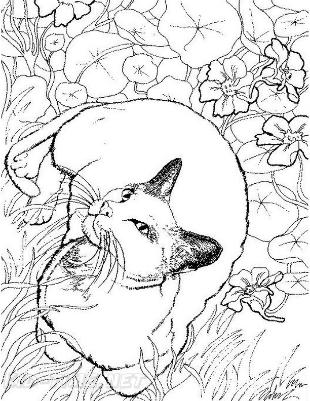 realistic cat coloring pages