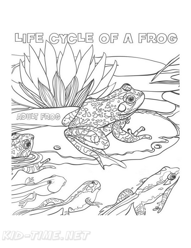 frog life cycle coloring pages free