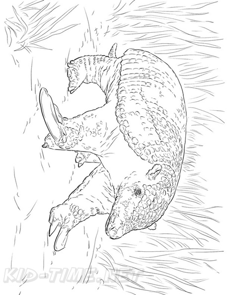 Armadillo Coloring Book Page
