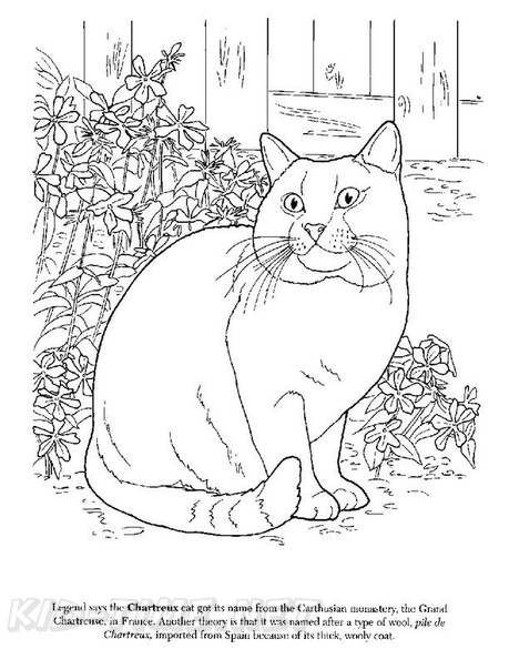 Chartreux Cat Breed Coloring Book Page