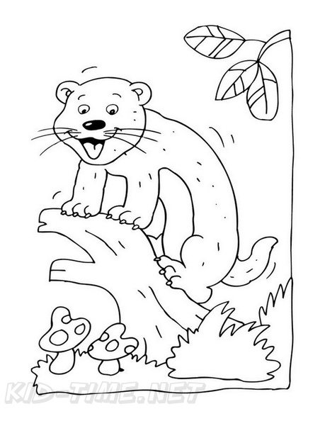 Ferret Coloring Book Page