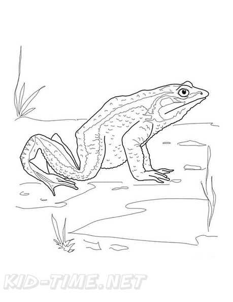 Realistic Frog Coloring Book Page
