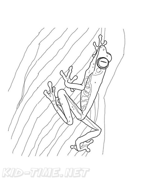 Realistic Frog Coloring Book Page