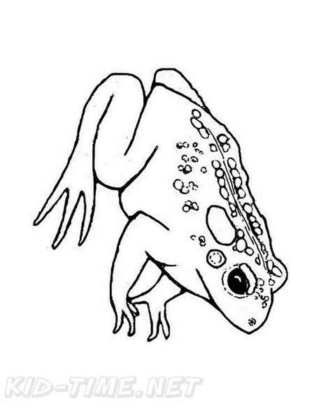 Realistic Frog Coloring Book Page